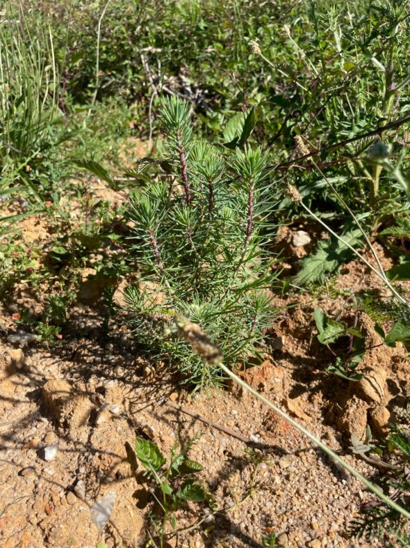 The Little Prince – The official Website – News, Games, TV Shows ...