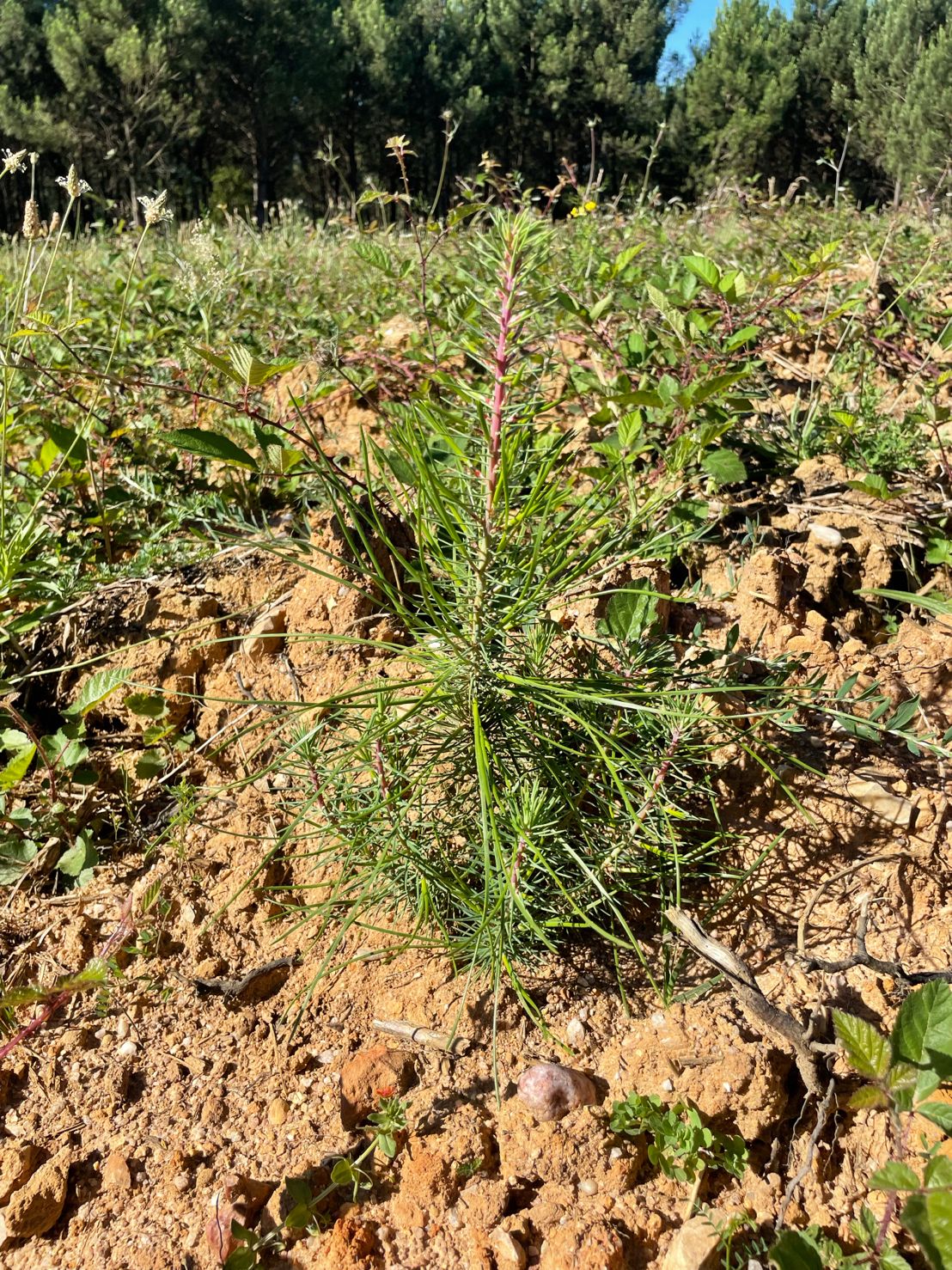 The Little Prince – The official Website – News, Games, TV Shows ...