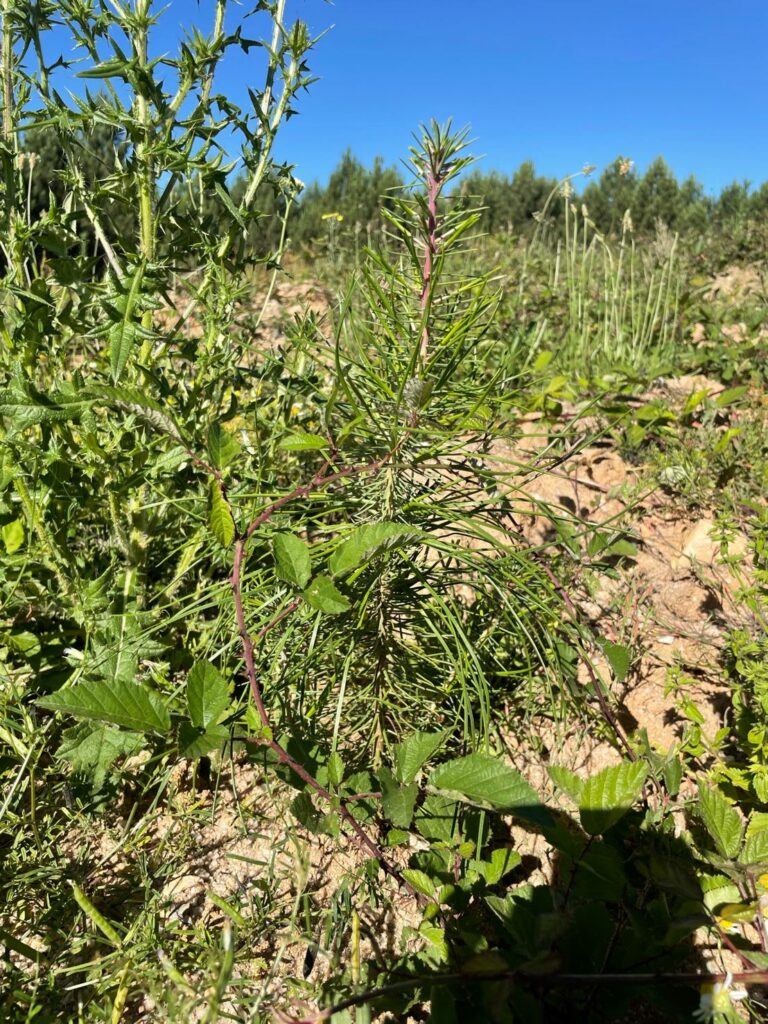 The Little Prince – The official Website – News, Games, TV Shows ...